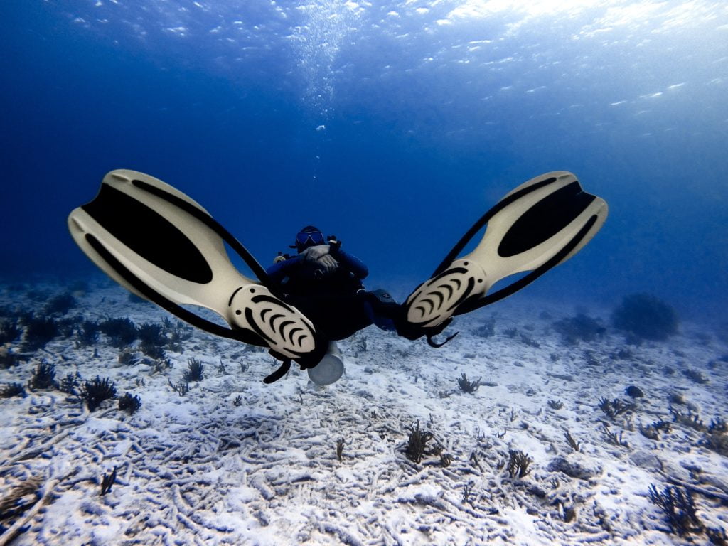 A beginners guide to buying your first scuba gear - The Scuba Species